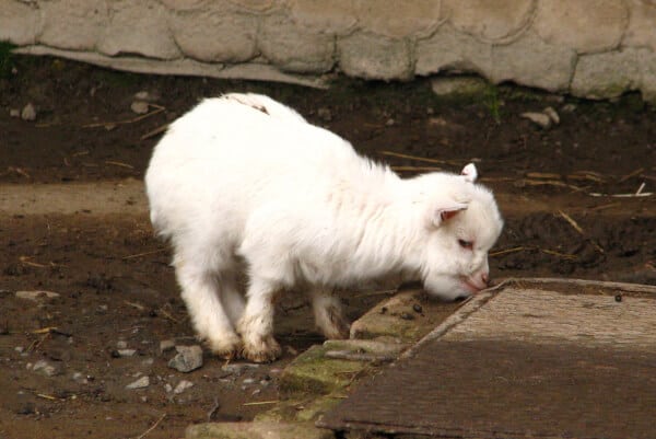 How Much Do Pygmy Goats Cost In 2023?